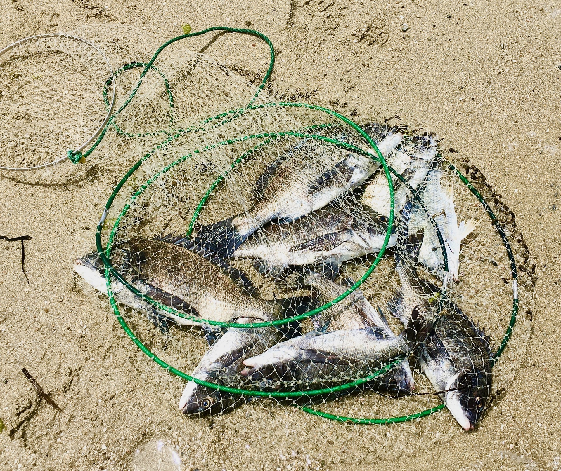 ひと桁釣果に逆戻り: 猫好きおやじのチヌかかり釣り