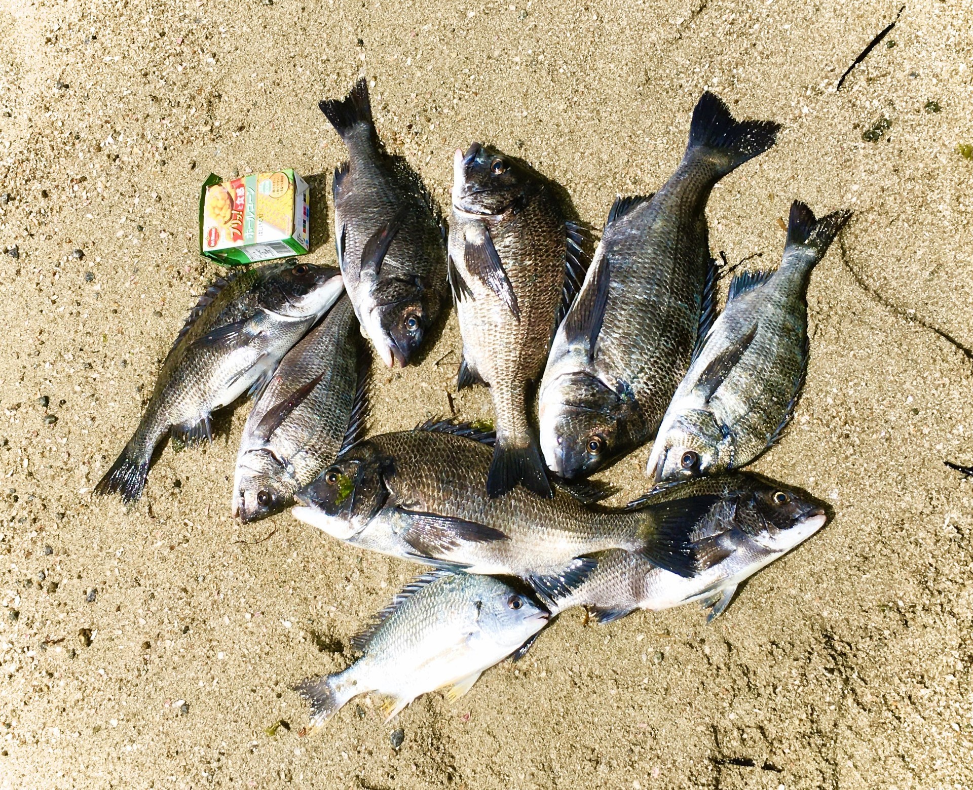 ひと桁釣果に逆戻り: 猫好きおやじのチヌかかり釣り