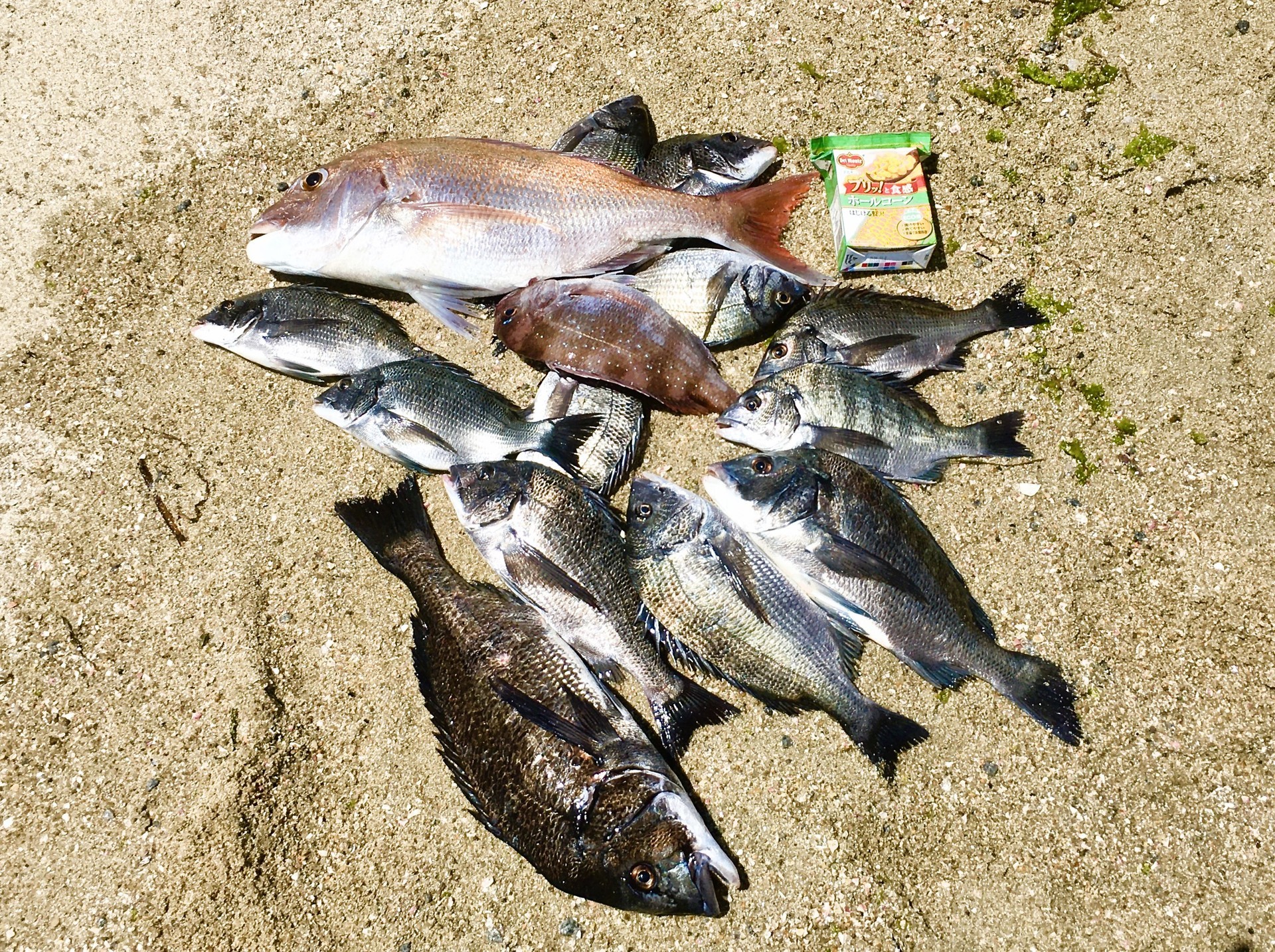 なかなか数が出ません😟: 猫好きおやじのチヌかかり釣り