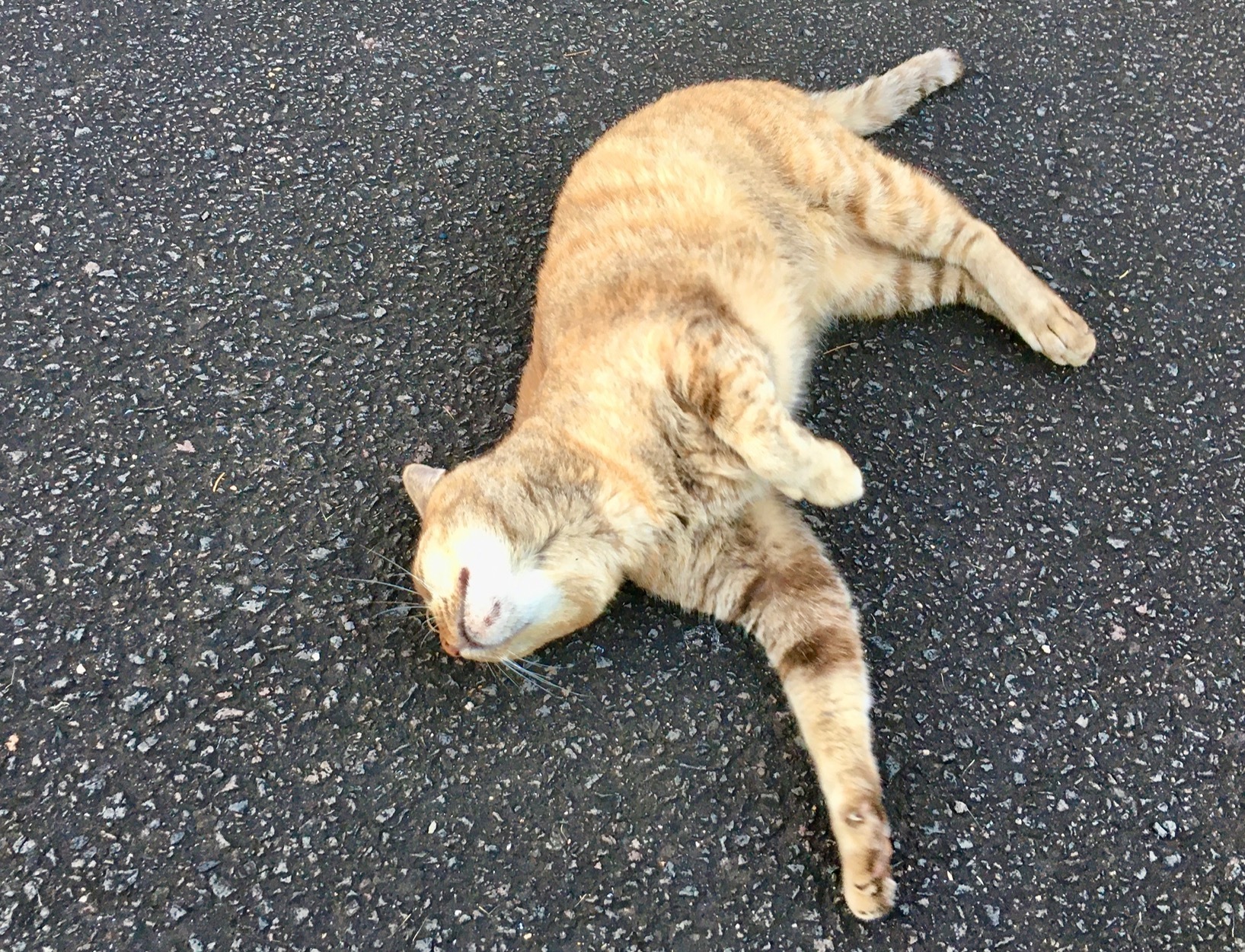 夏チヌとは言え 小っさ過ぎん？: 猫好きおやじのチヌかかり釣り